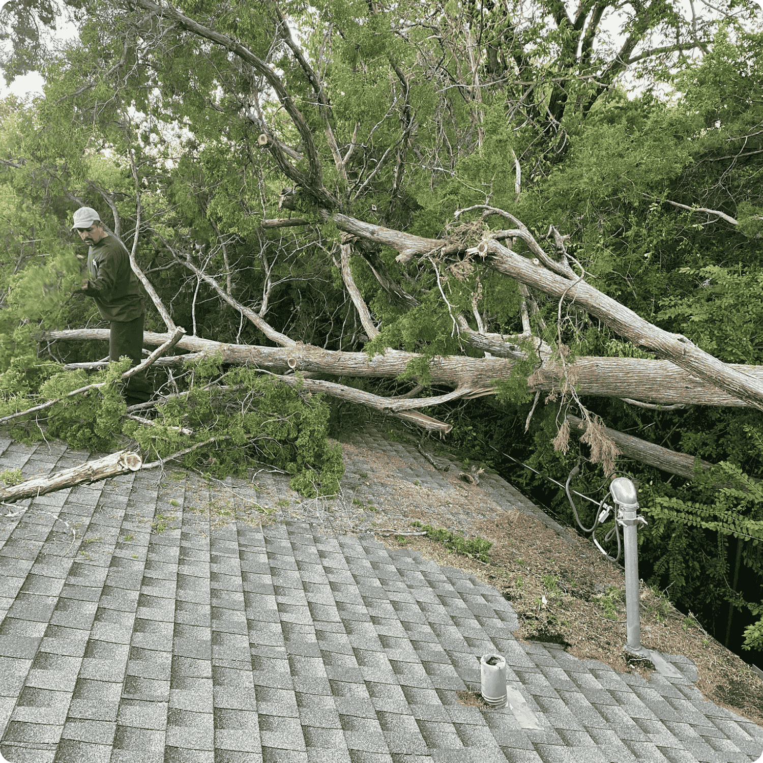 Tree Service Projects in DFW | Monarch Family Tree Service